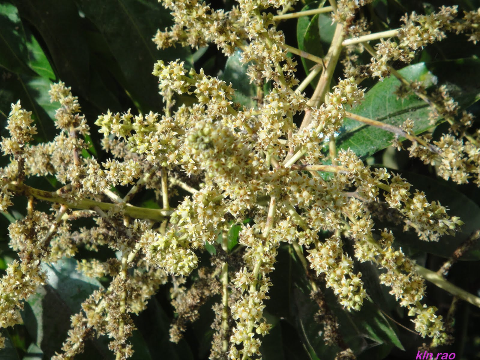 Clicks by Kln Rao and me: Mango Flowering