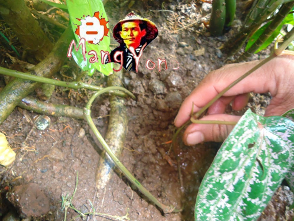 Cara memperbanyak Sirih merah dengan cara merunduk