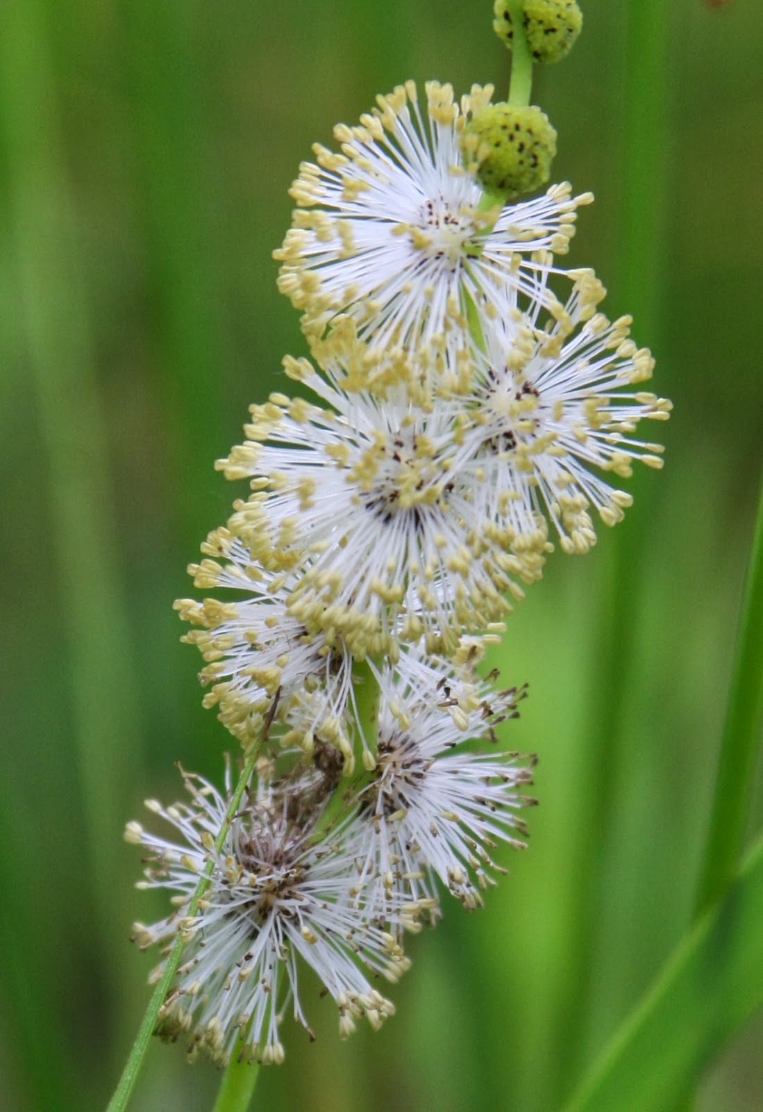Isabella Conservation District Environmental Education Program: Native ...