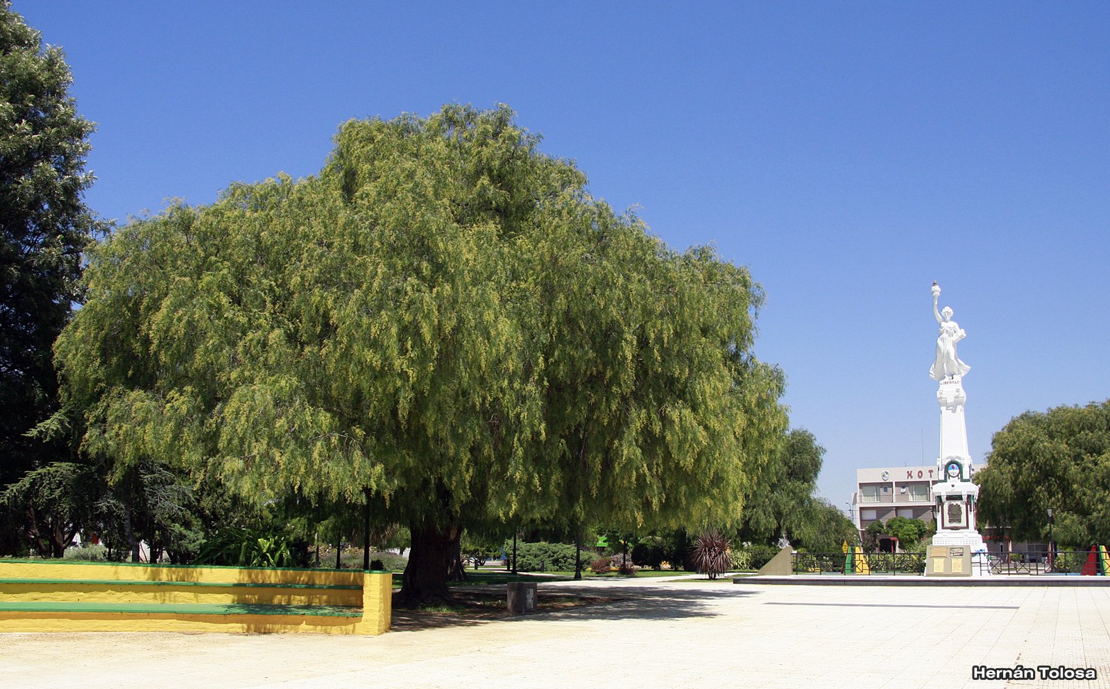 Flora Bonaerense: Aguaribay (Schinus areira)