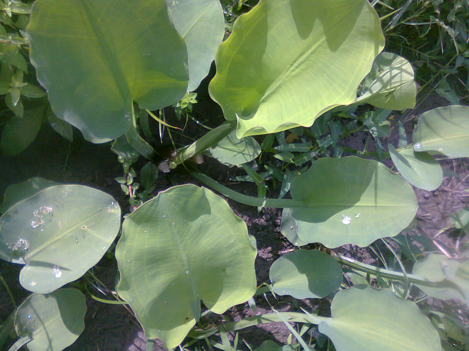 Cara Menanam Genjer di Tanah Gambut Berawa dan Di Sawah Untuk Hasil ...