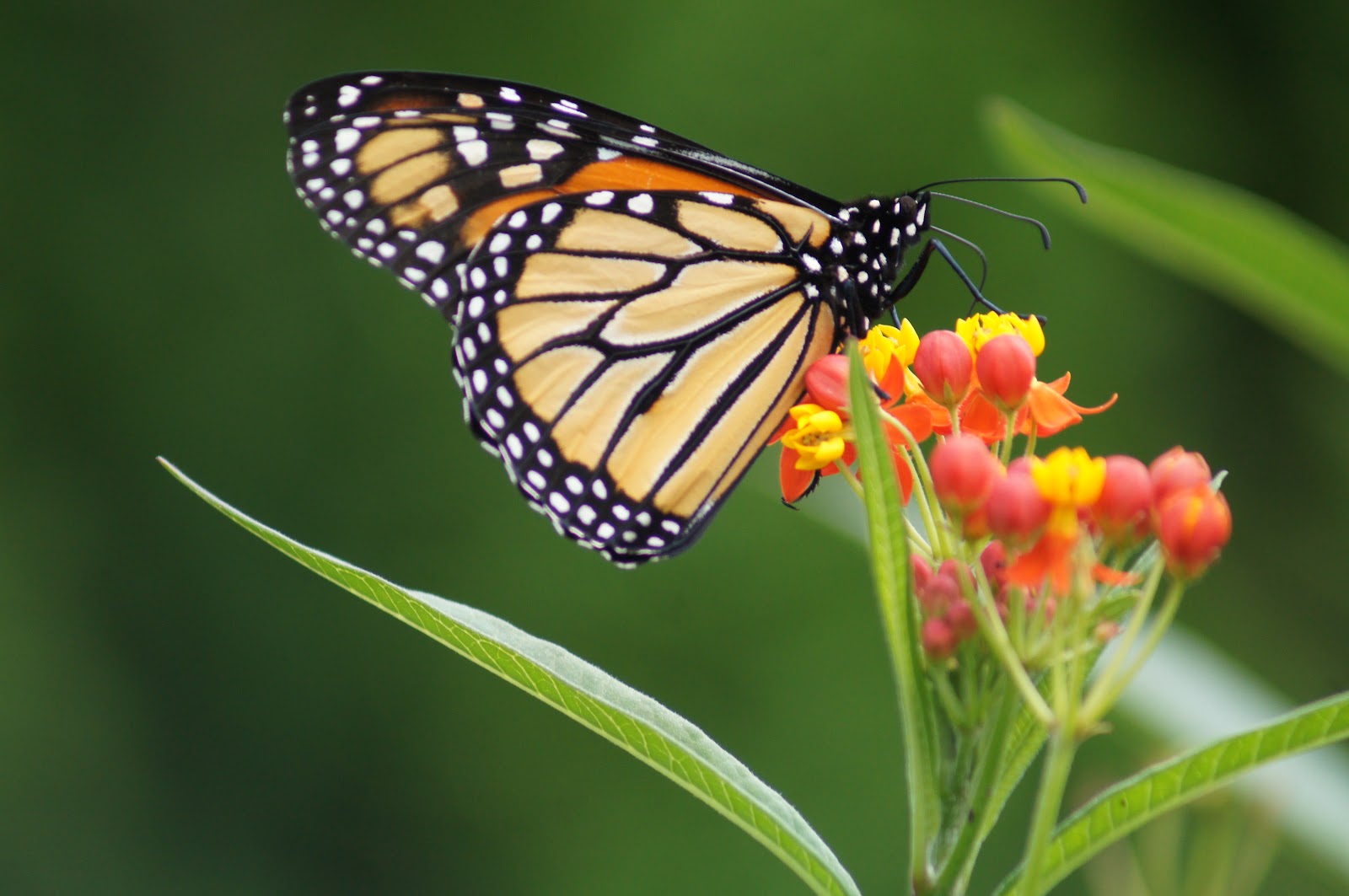 Things with Wings: Tower Hill Botanic Garden Butterflies