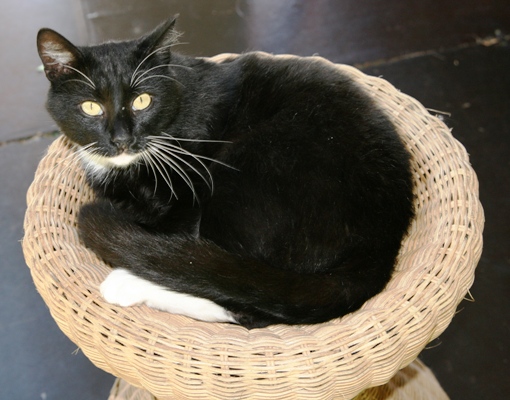 KATTEHERBERGET: Fine katter