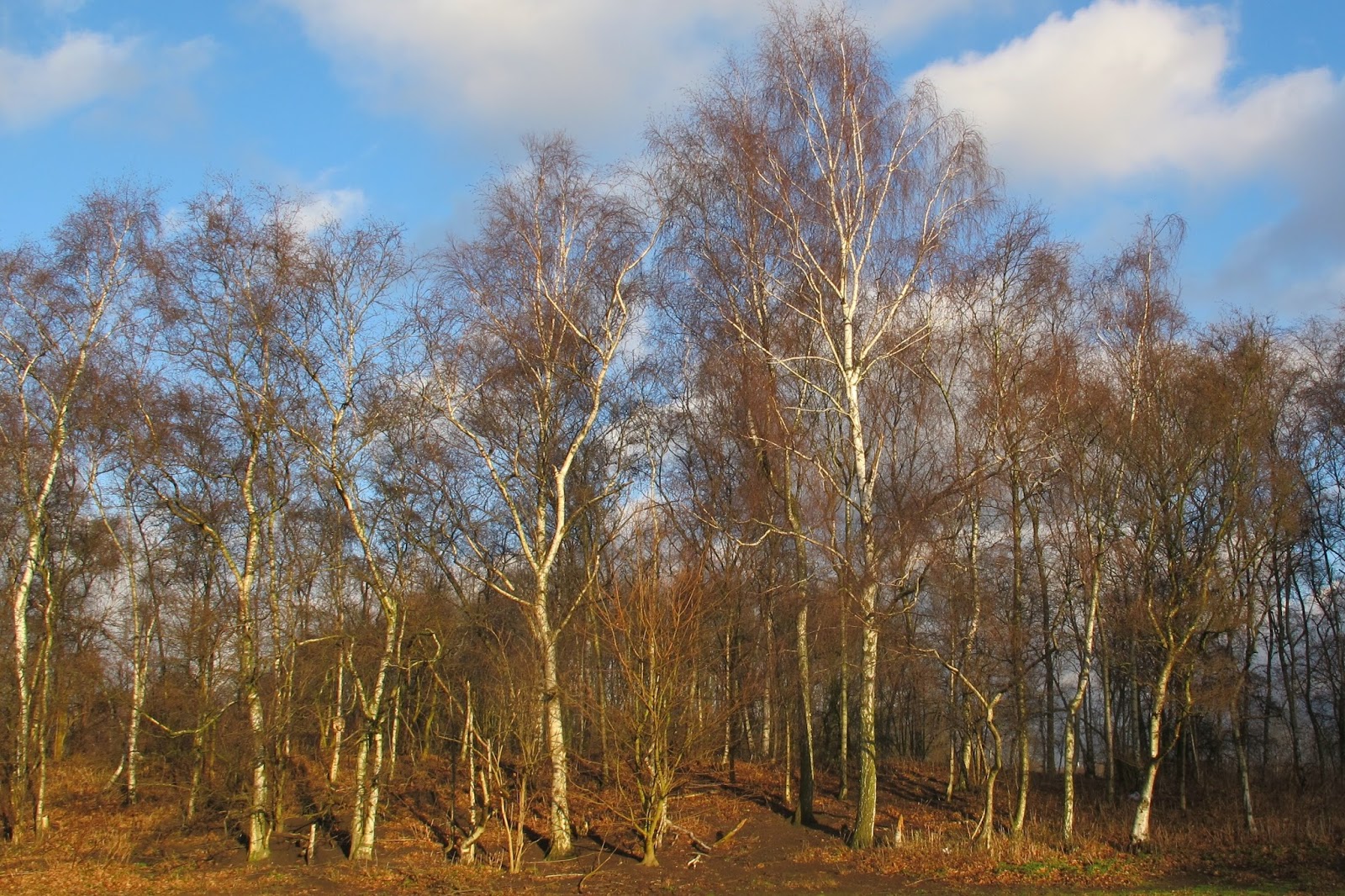Moois van ' M(i)e': berkenbomen...