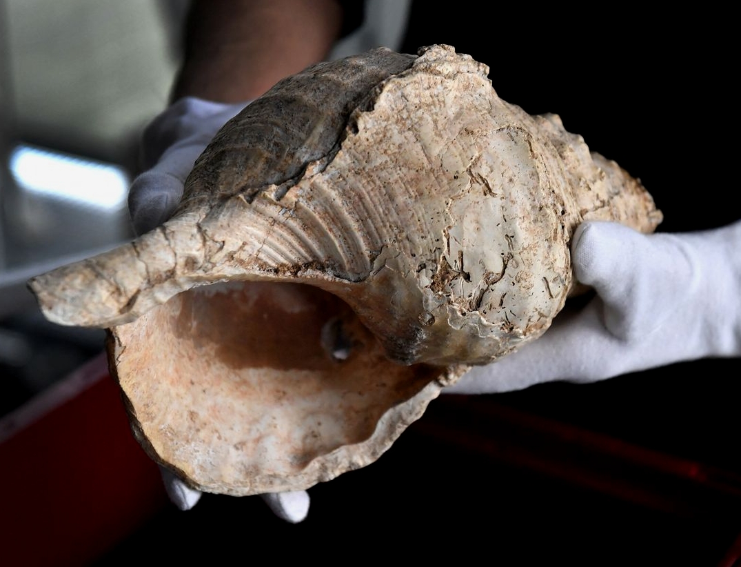 O LIVRO DE AREIA: Uma concha que fez música há 18 000 anos voltou a soar