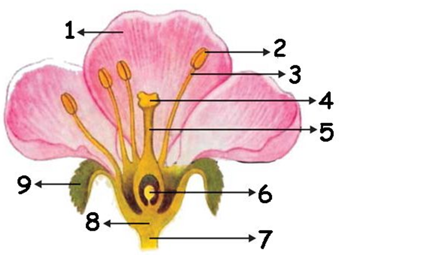*: soal struktur tumbuhan