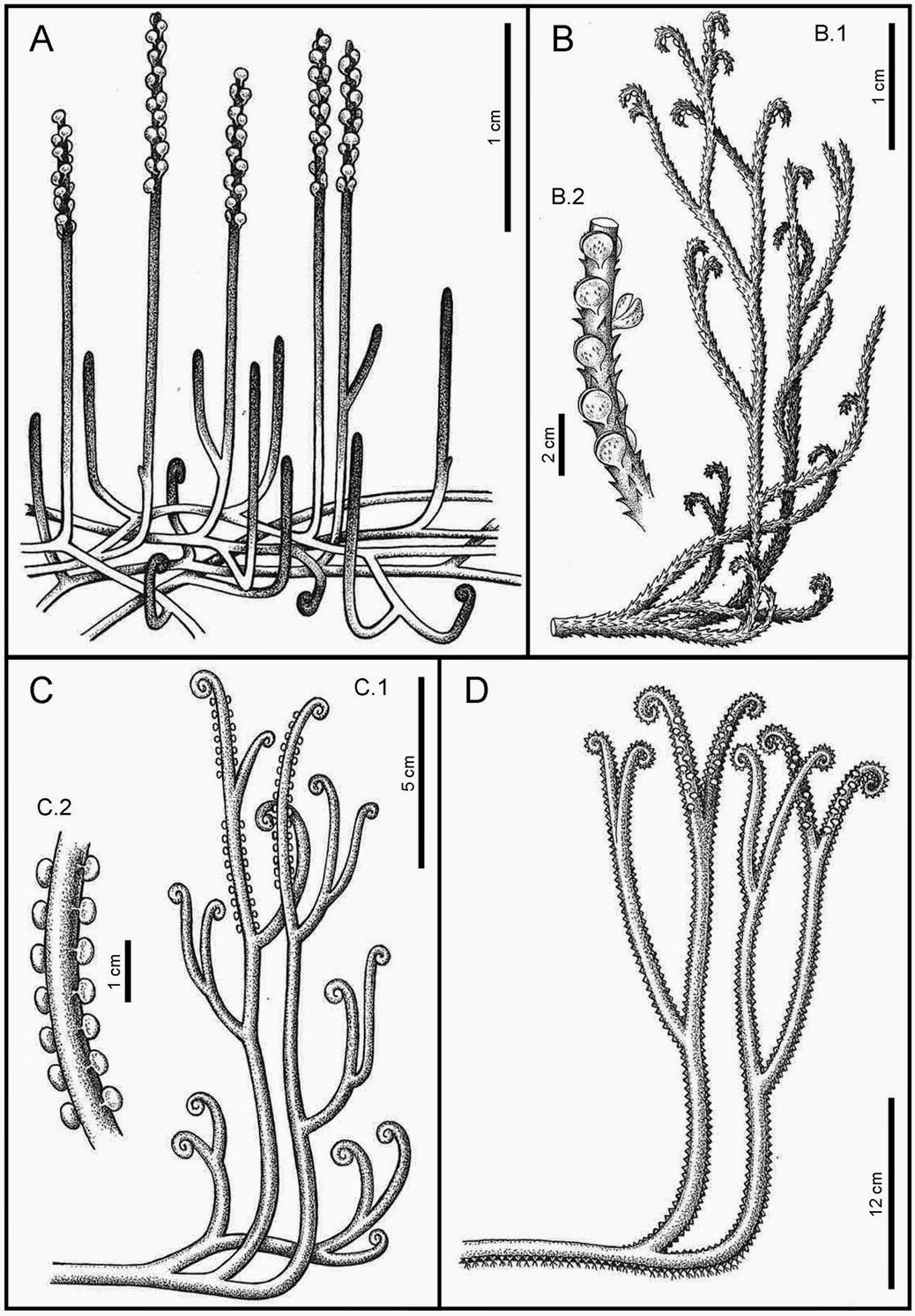 The Dragon's Tales: Diversity patterns of Devonian Plant ...