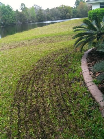 What is Verticutting?: Verticutting will make your insects HOMELESS