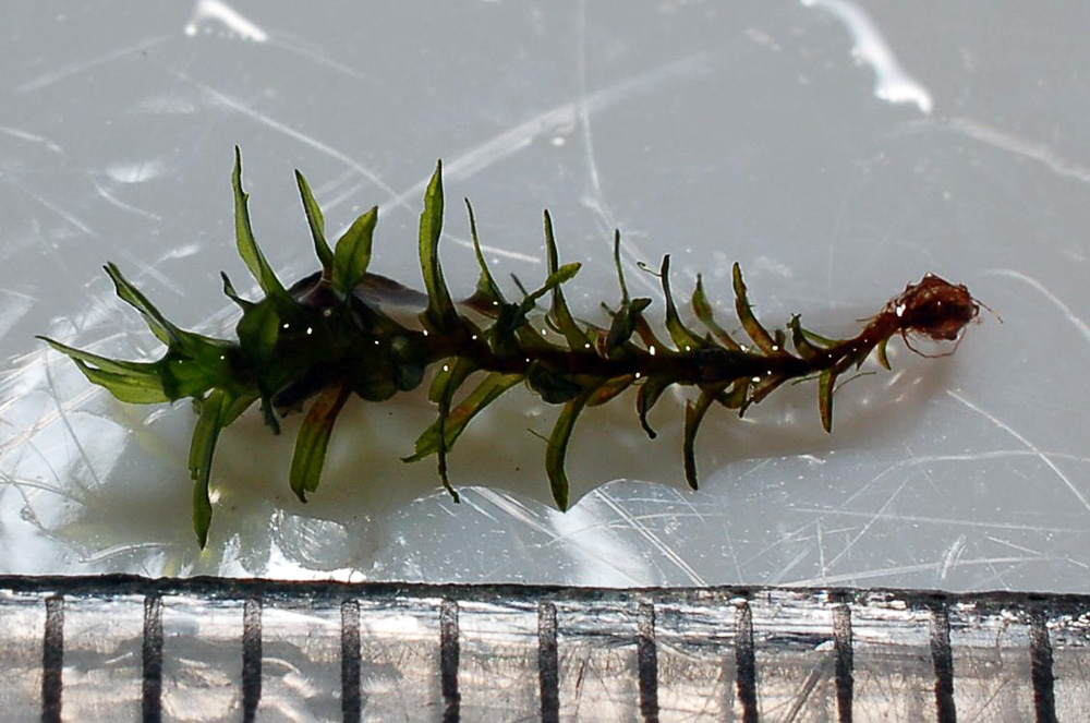 Aquatic Mosses.: Barbula sp. millimeter moss