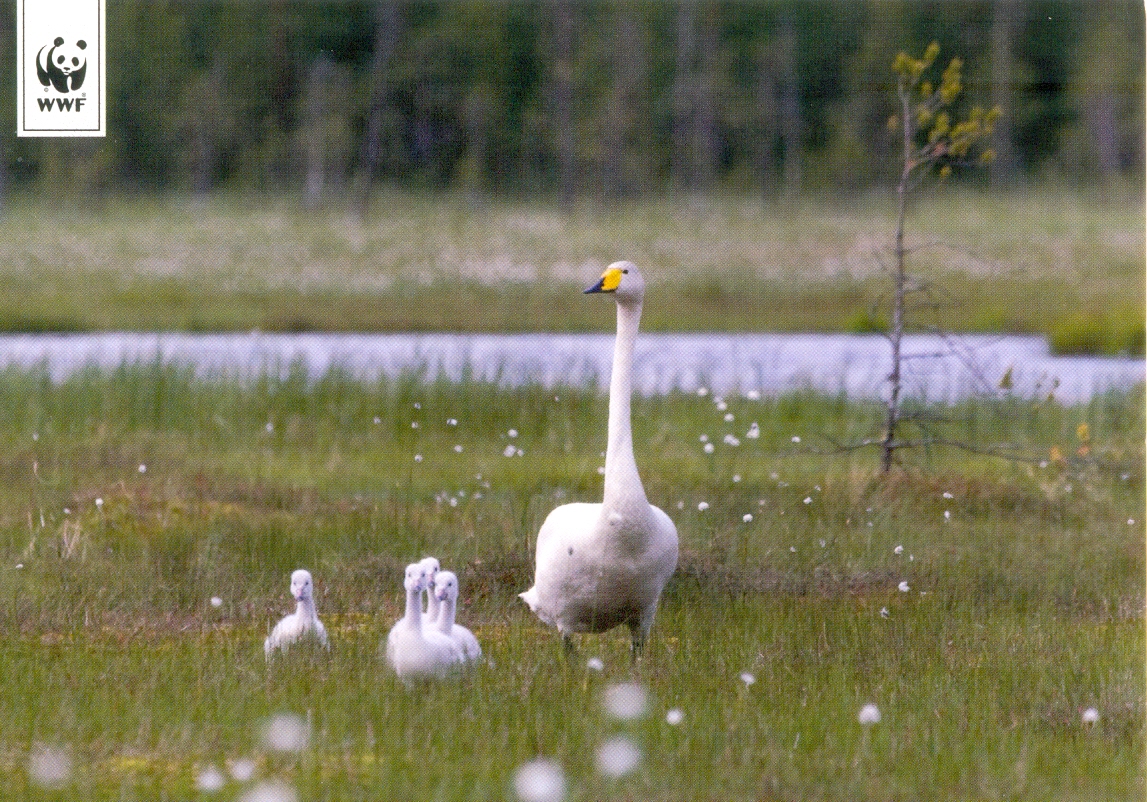 Postcards around the world: The whooper swan - National Bird of Finland