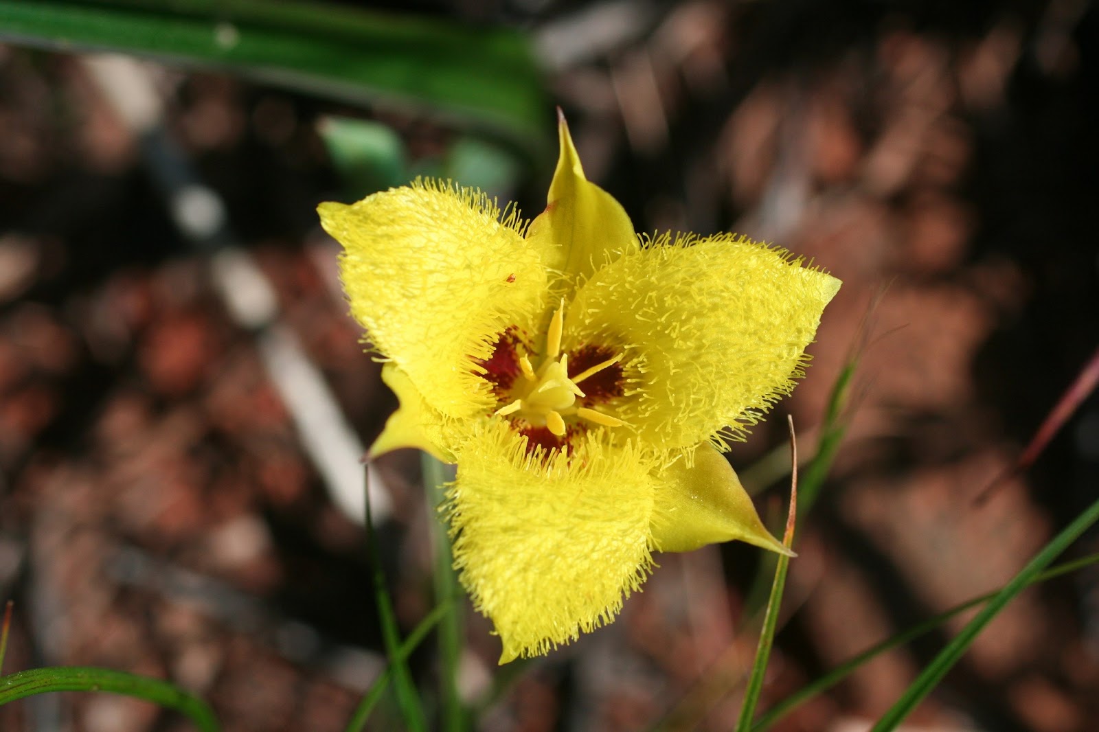 ARTERAPIA FLORAL: YELLOW STAR TULIP: compasión, servicio, empatía profunda