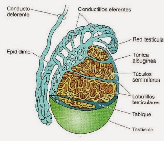 Sistema Reproductor Masculino | Histología de los sistemas