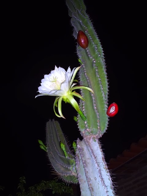 NATUREZA EM FOTOS: FLOR DO MANDACARU