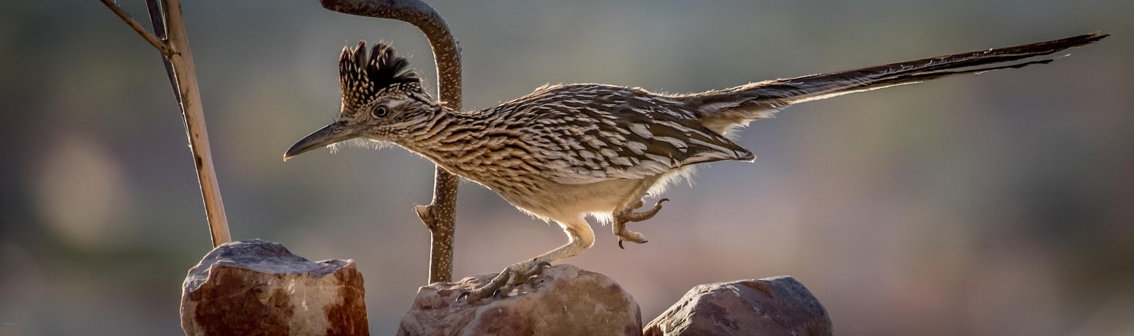 Feather Tailed Stories: Greater Roadrunner