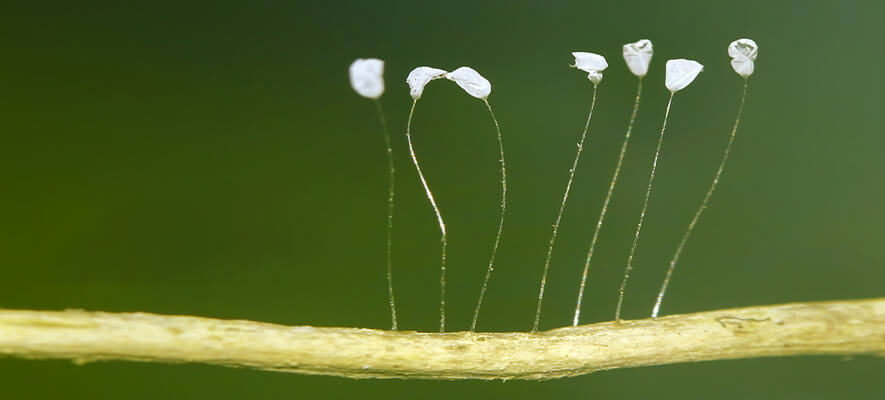 BIBOCA AMBIENTAL : A LENDÁRIA FLOR DE UDUMBARA