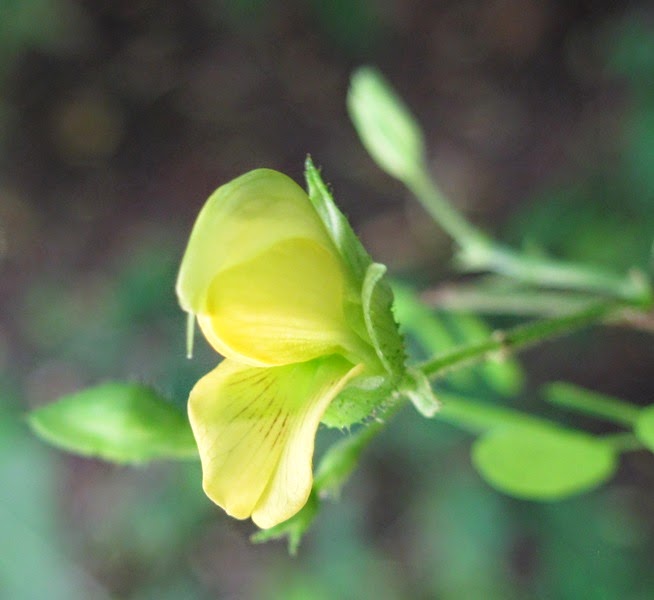 Sacred Groves: SACRED PLANTS AND GROVES