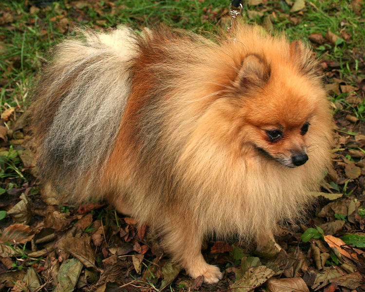Dog Pictures: German Spitz dog