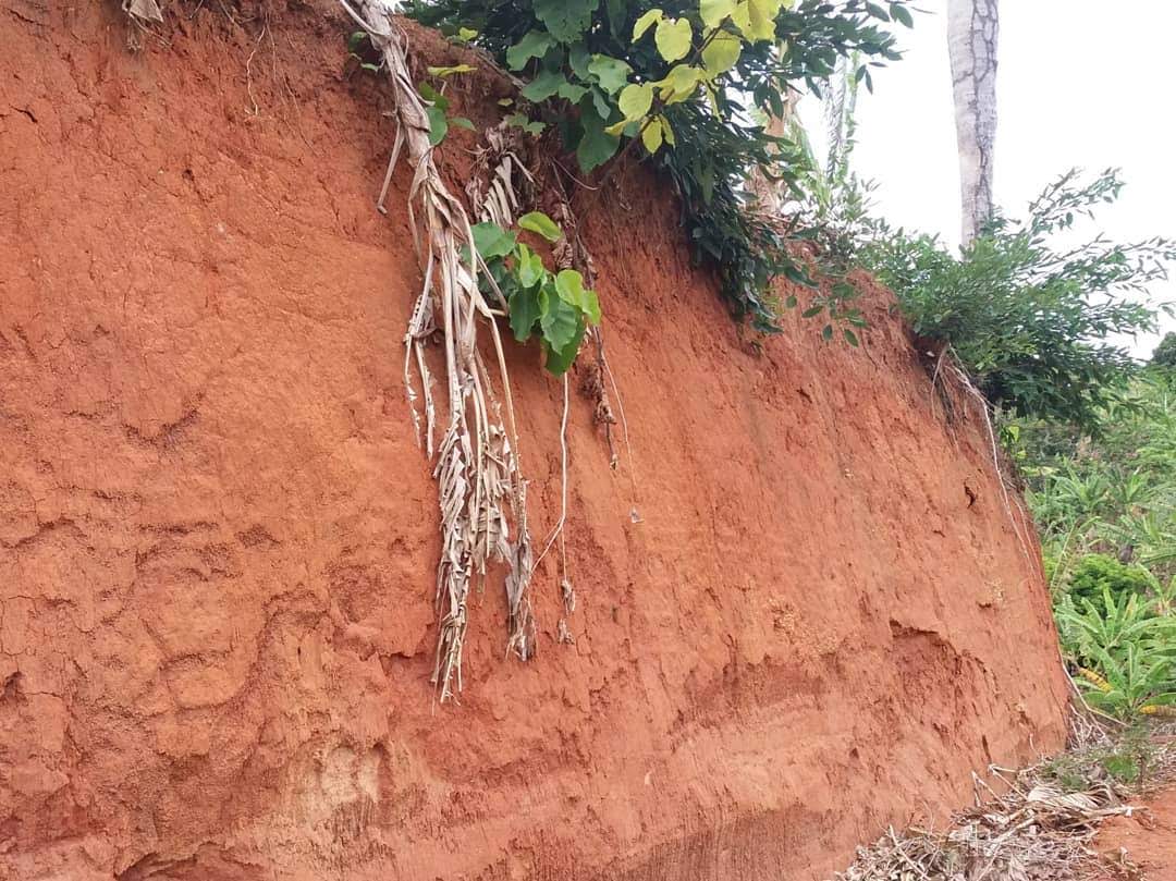 Onde as Plantas Crescem - Nitossolos