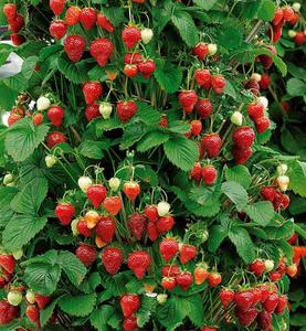 Breaking News: Capsune sau capsuni?