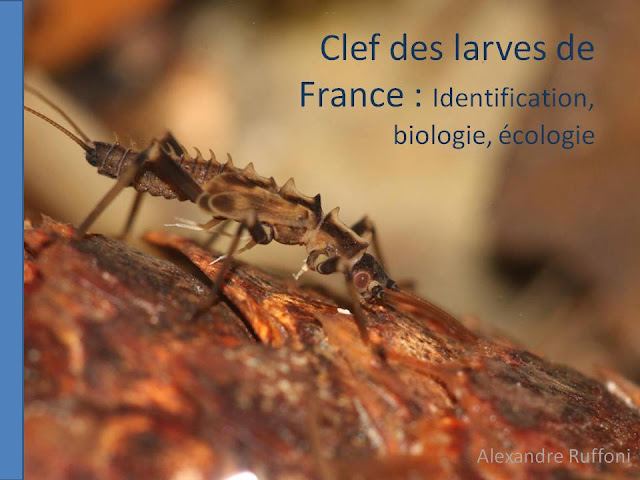 Vers une clef des larves de plécoptères de France : identification ...