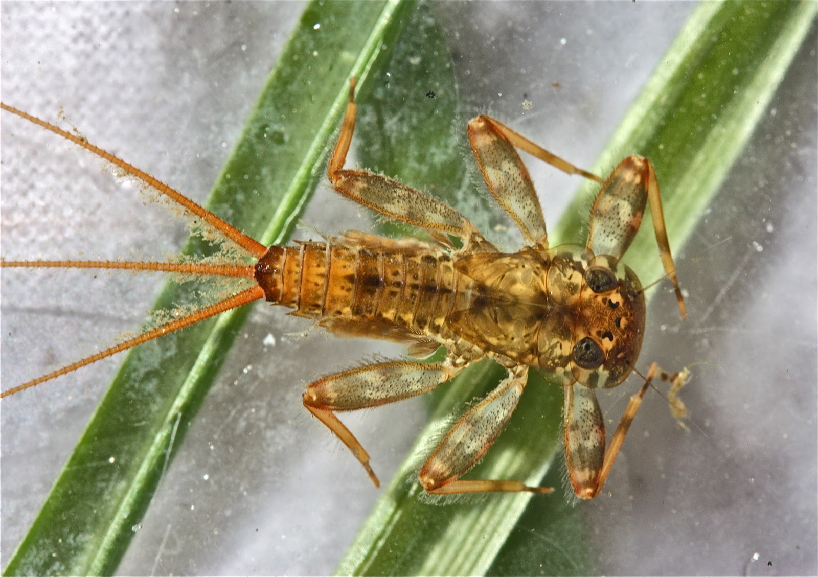 Aquatic Insects of Central Virginia: Another Stonefly Family Returns ...