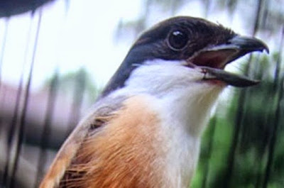 Memilih Cendet Bakalan "Super" dan Perawatannya - KICAU BURUNG