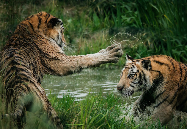 Alt: Two tigers facing each other and ready to engage in fight in an ...