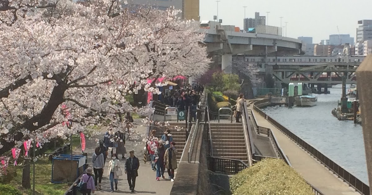 Our Adventures in Japan: sakura walk