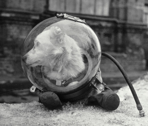 Famous Dogs in History: Soviet Dogs: From the Streets to Outer Space