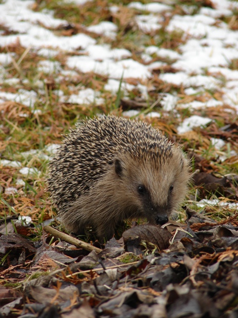 Amazing Hedgehog - Hedgehogs Facts, Photos, Information, Habitats, News ...