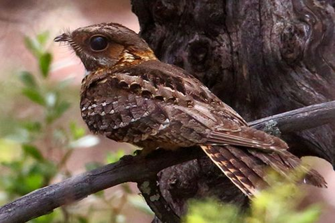 Amagama wee ndidi ngee ndidi zeentaka Ngesi Xhosa