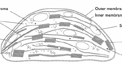 Vacuole Under Electron Microscope
