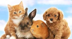 DUGONG PILIPINO: Ang Karapatan ng Mga Hayop nina: Luke Añana at Roy Losdoc