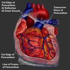 Treatment Pericarditis |Heart Disease