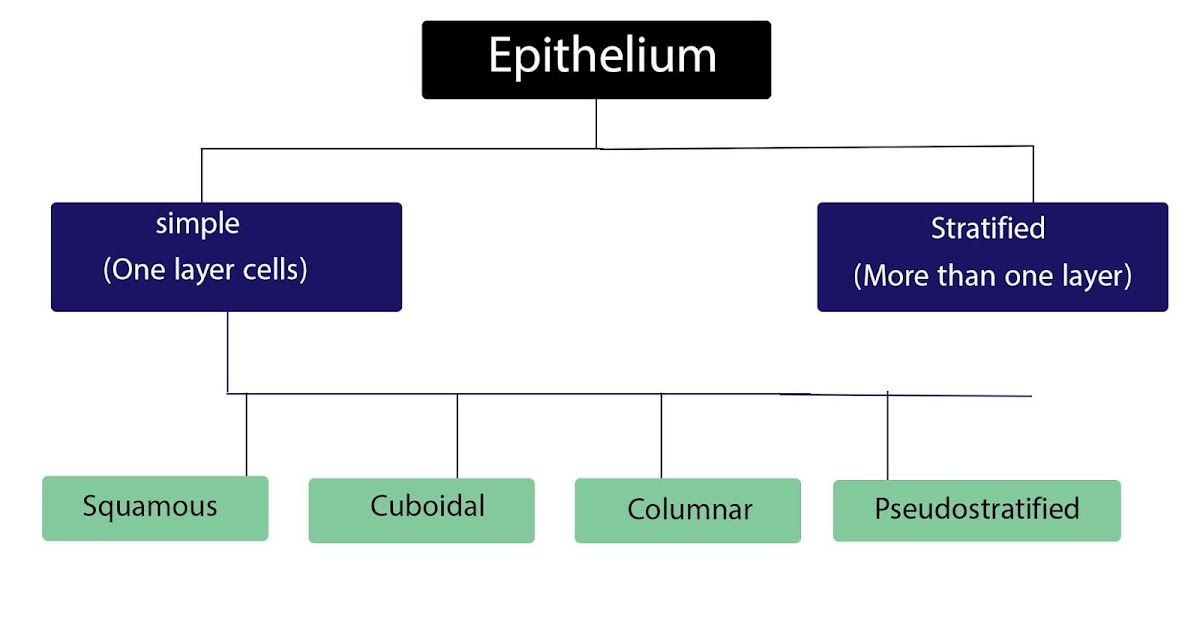 Epithelial tissue (Epithelium), Classification of epithelium.
