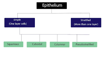 Epithelial tissue (Epithelium), Classification of epithelium.