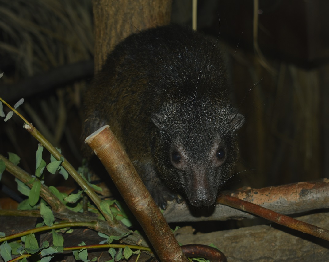 ZOOTOGRAFIANDO (6.100 ANIMALS): DAMÁN ARBORÍCOLA OCCIDENTAL / WESTERN ...