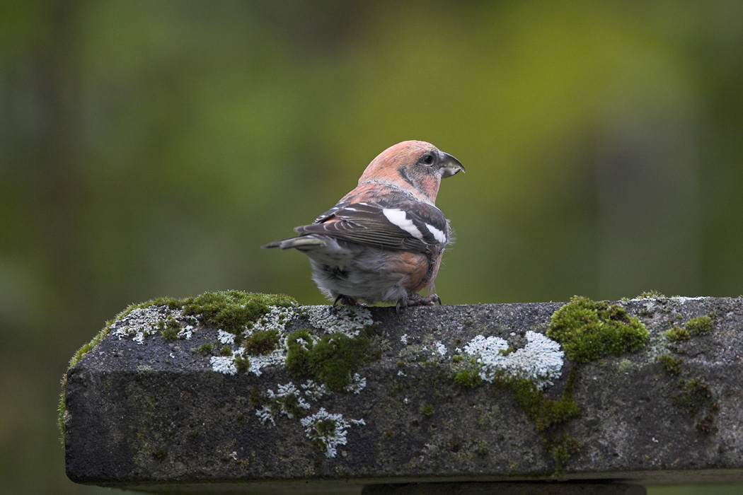 Gary Jenkins Bird Photography: Two Barred Crossbill, Garfitts Farm ...