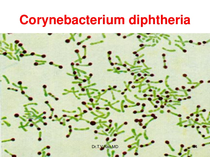 Pewarnaan Granula Metode Neisser