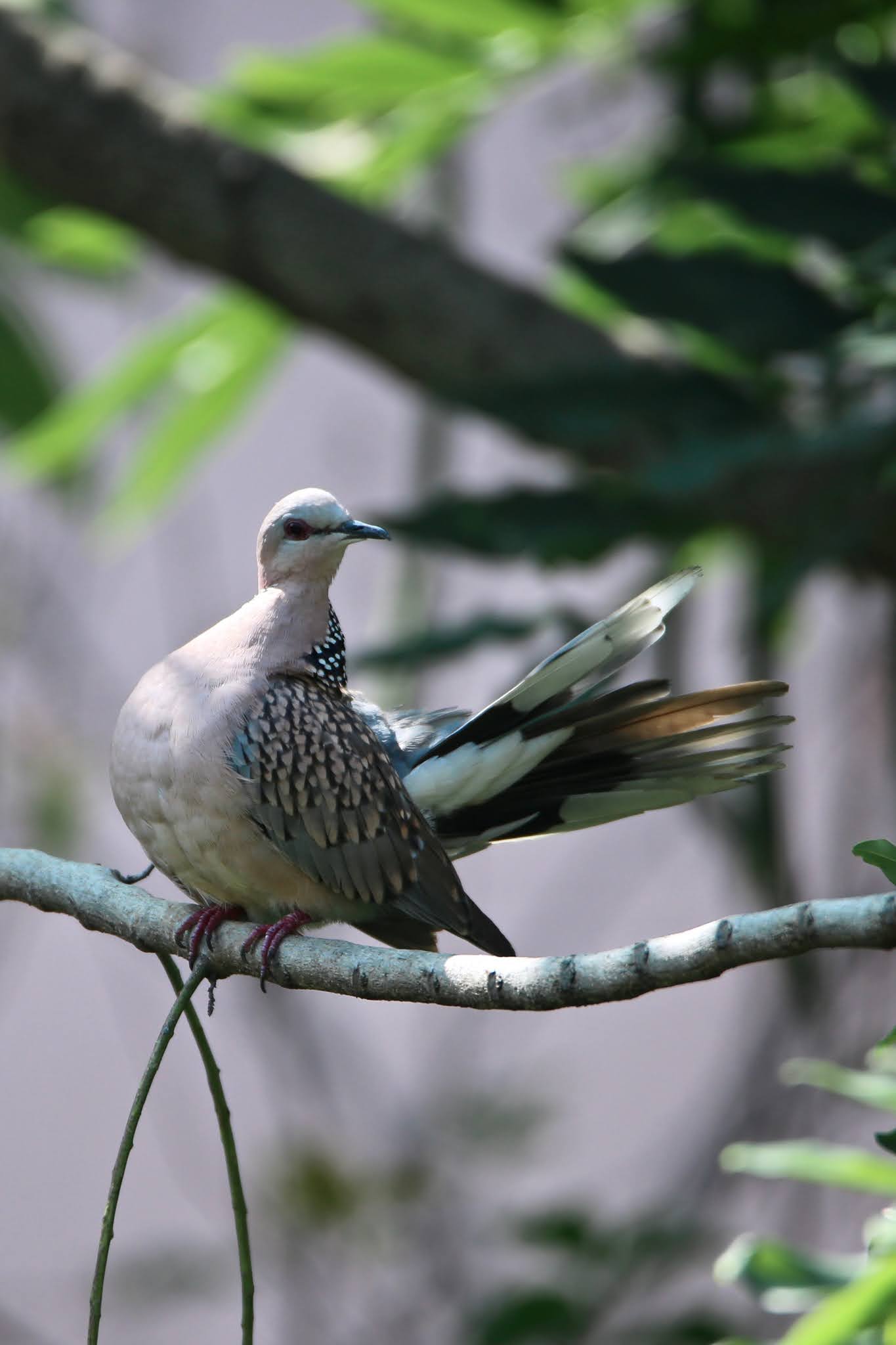 Spotted Dove Spends Time in Self-care