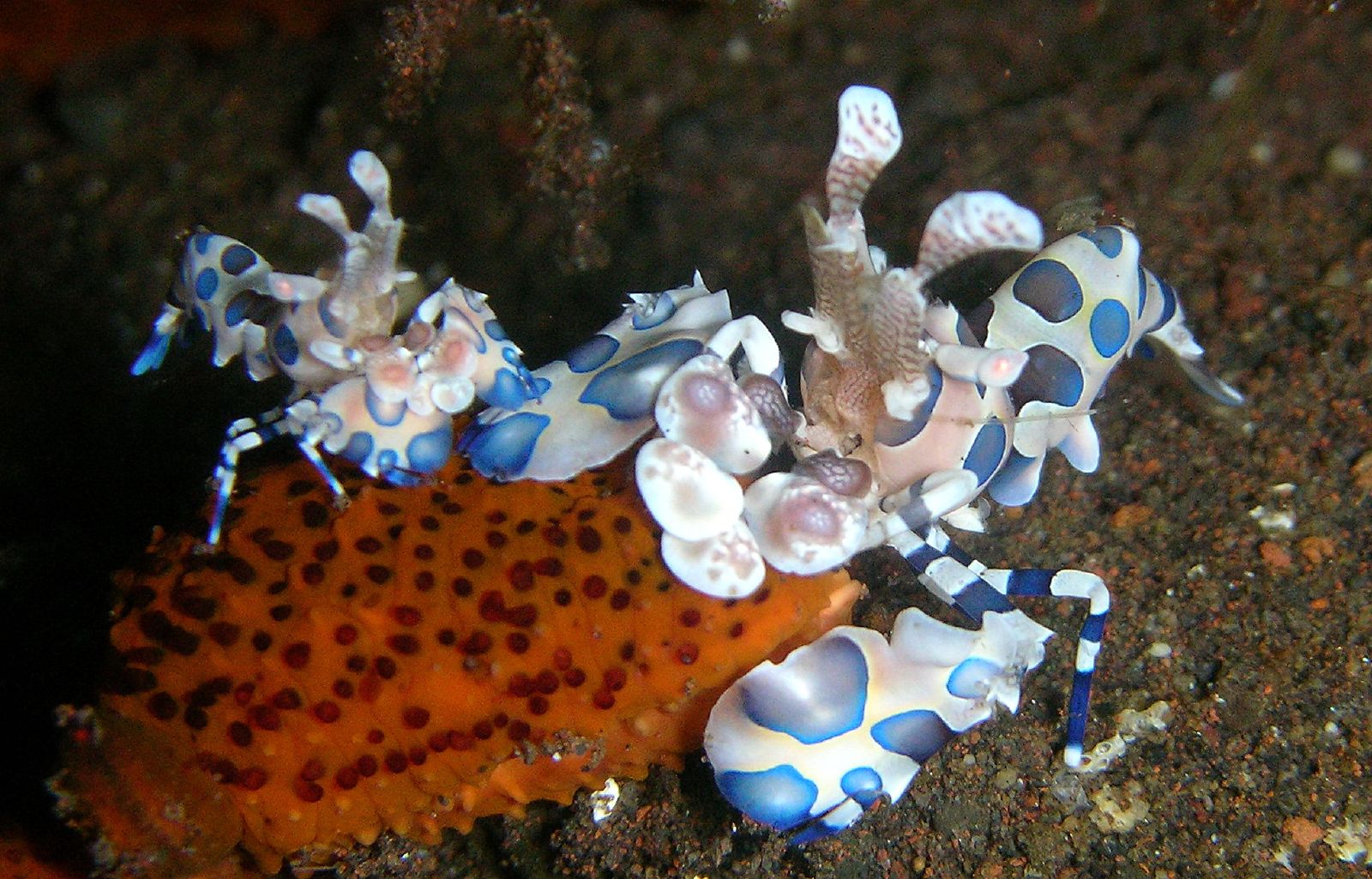 Real Monstrosities: Harlequin Shrimp