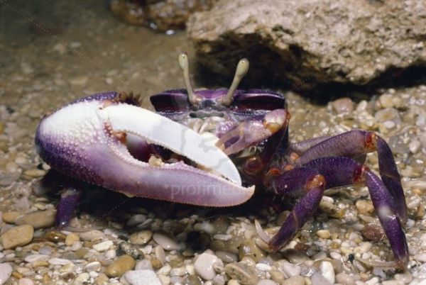 Kepiting Uca / Kepiting Fiddler | INSPIRATOR