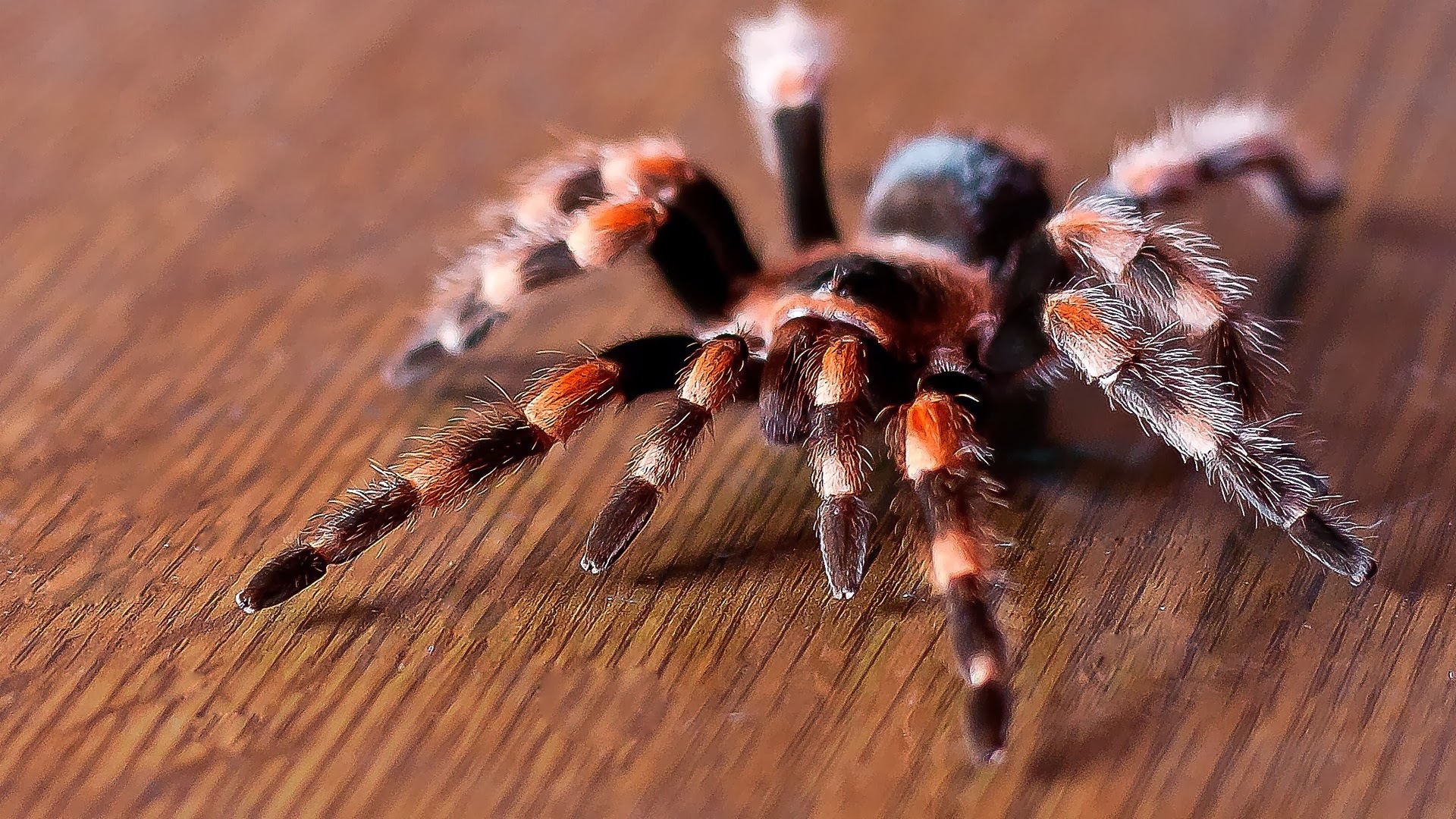 Red Tarantula