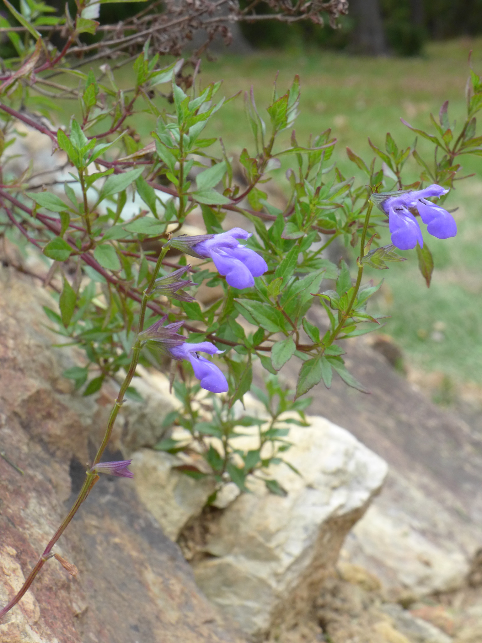 Salvia arizonica - Arizona sage - Desert indigo sage care and culture ...