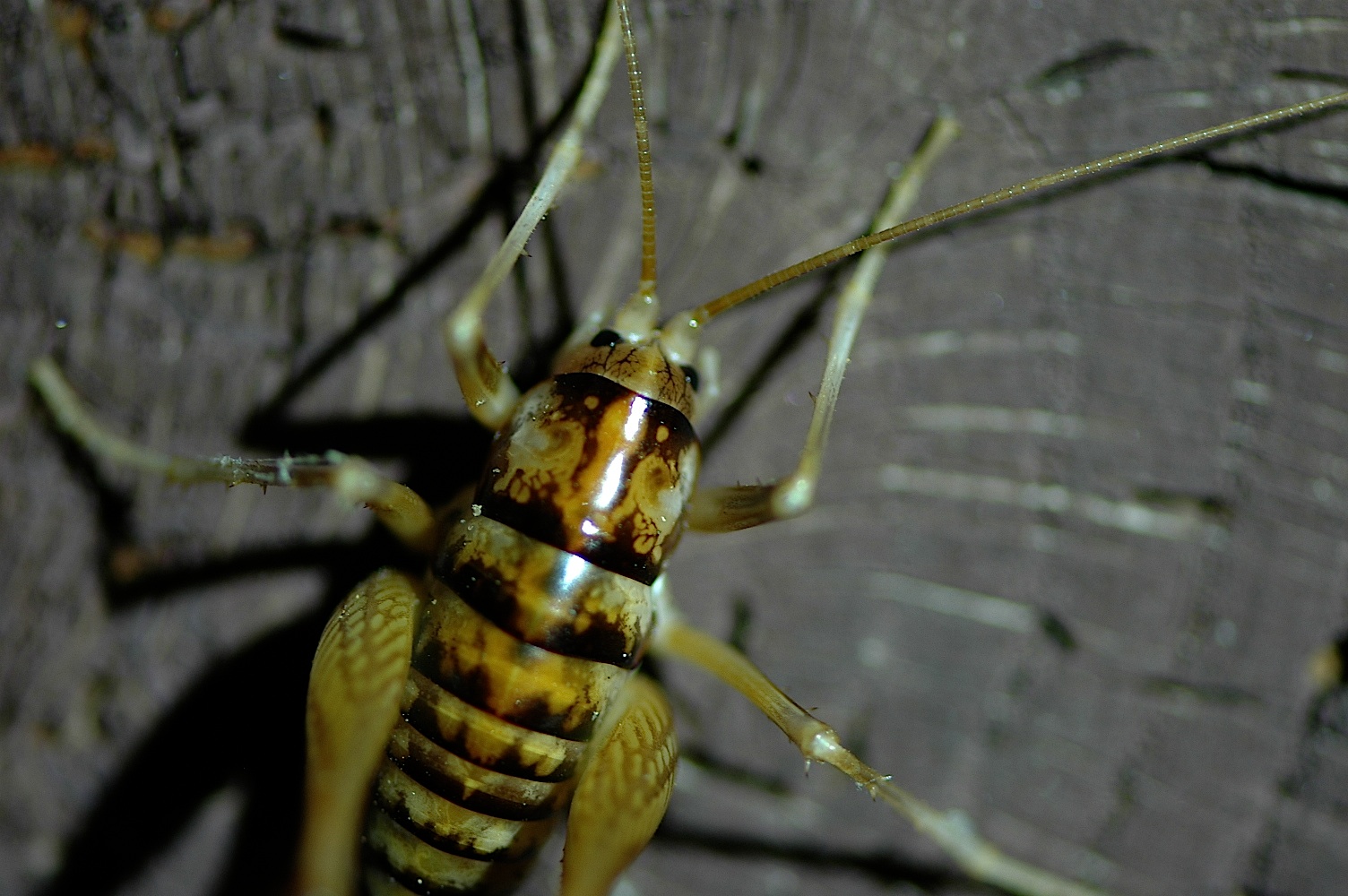 Field Biology in Southeastern Ohio: Back to Wakeena