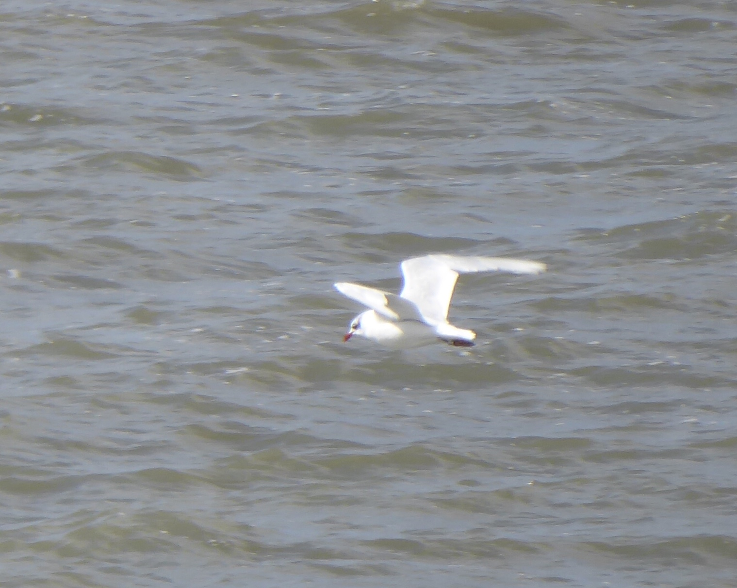 Heysham Bird Observatory: Ringing endorsement