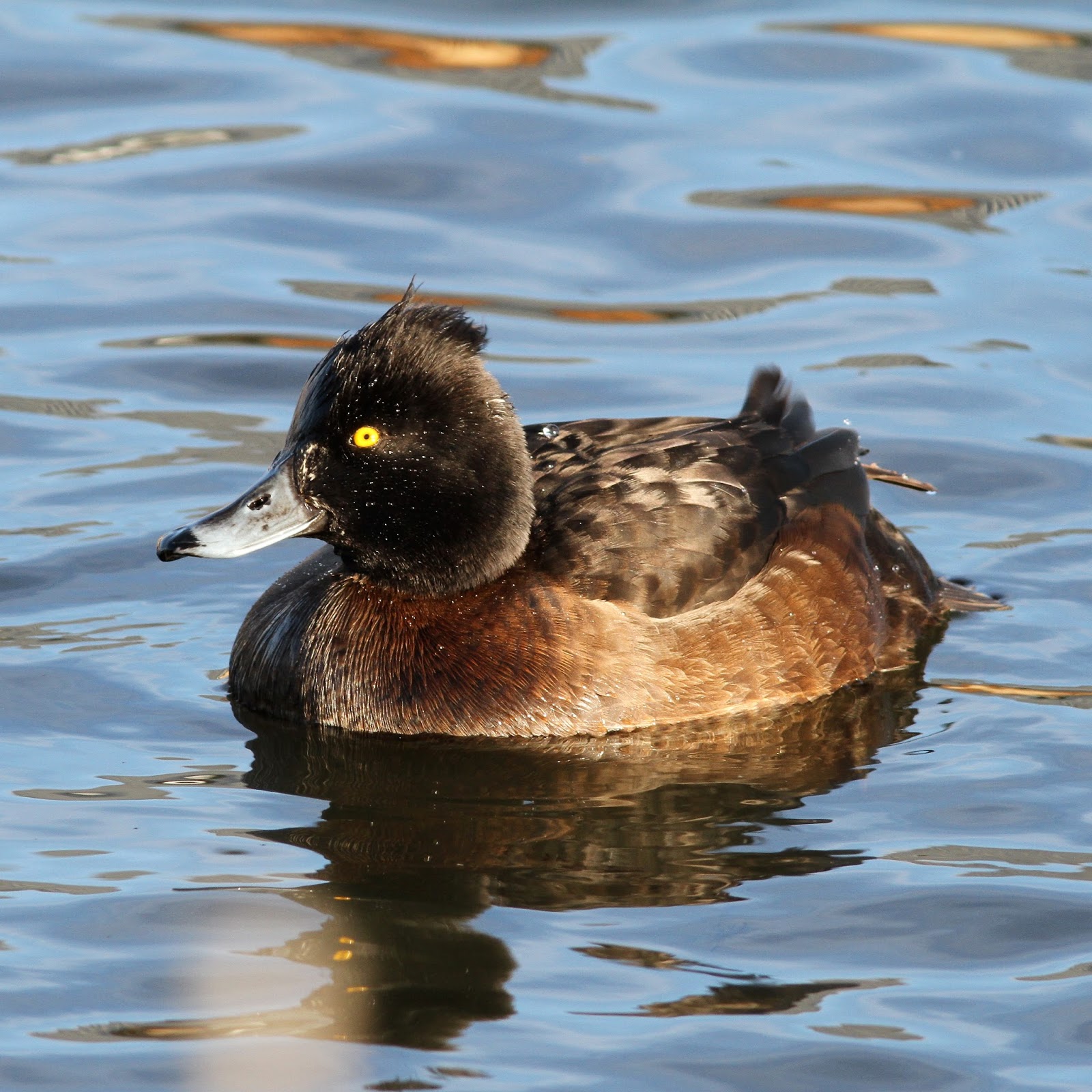 TrogTrogBlog: Bird of the week - Tufted duck
