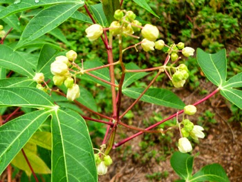 Jatropha manihot-Manihot esculenta-Manknknokka | SL Flora