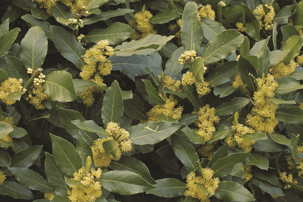 FITOMOR: LOUREIRO - Laurus nobilis