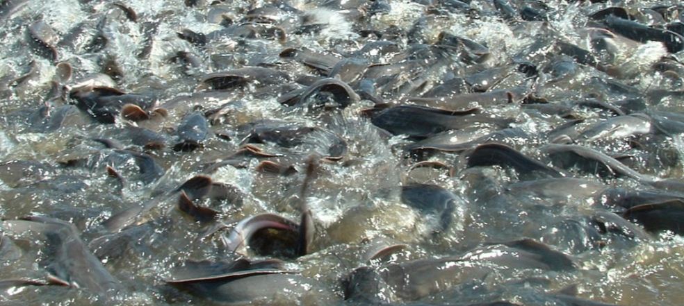 Cat Fish Farming Business In Nigeria « Newsy Insider